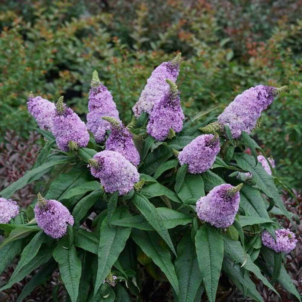 PROVEN WINNERS 2 Gal. Pugster Amethyst Butterfly Bush (Buddleia) Live Flowering Shrub with ...