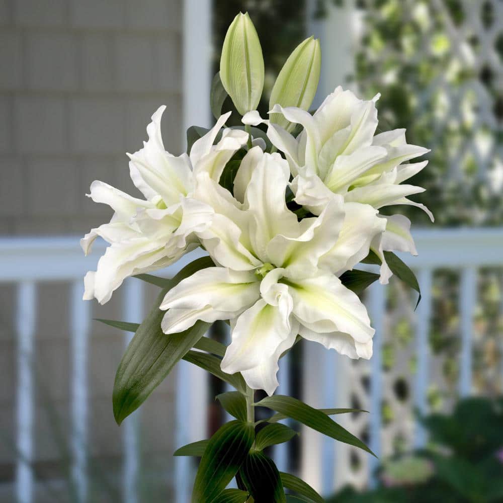 national PLANT NETWORK Oriental Lilies Double White Fragrant Bulbs (5 ...