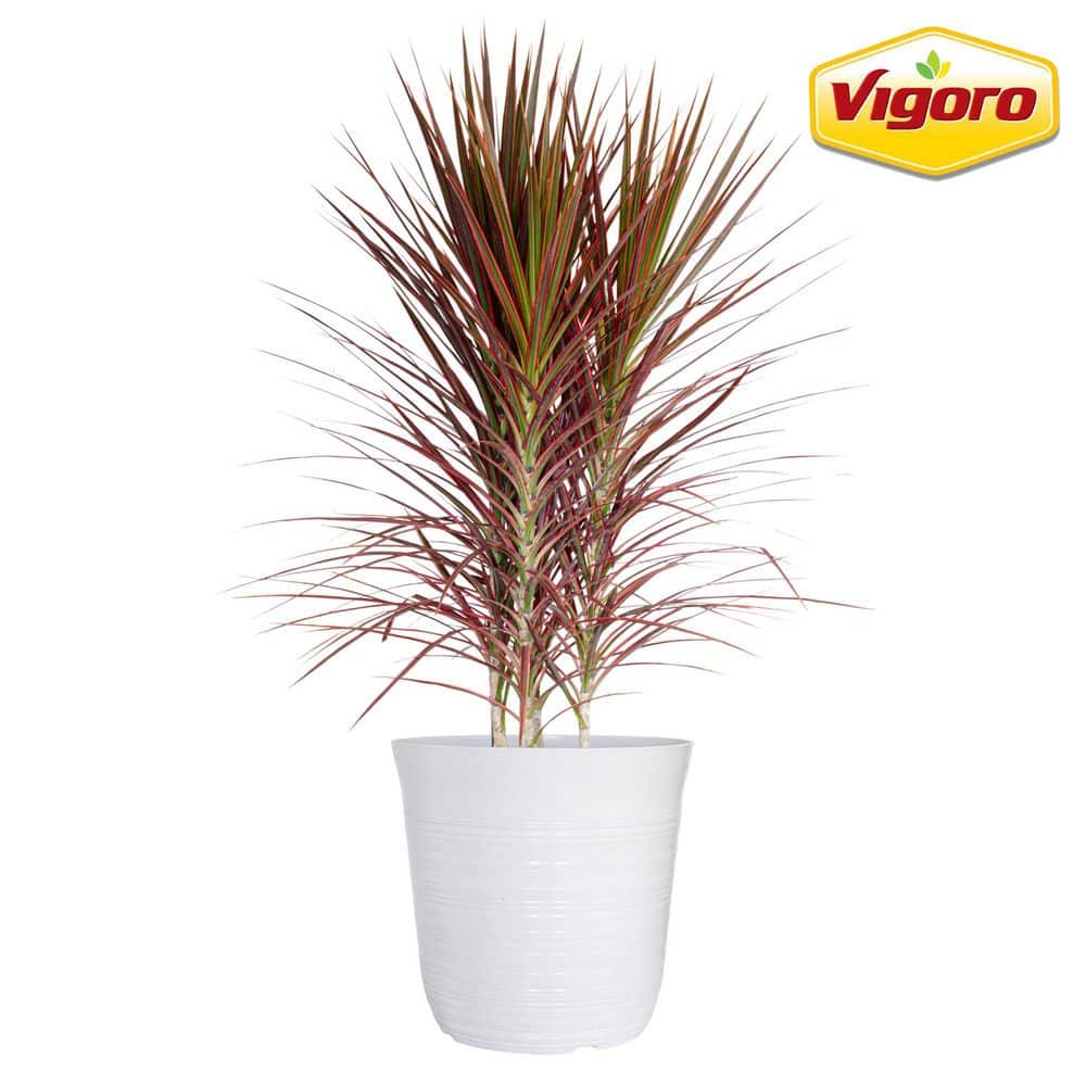 Vigoro 12 in. Vigoro Dracaena Marginata Colorama Plant in White Decor ...