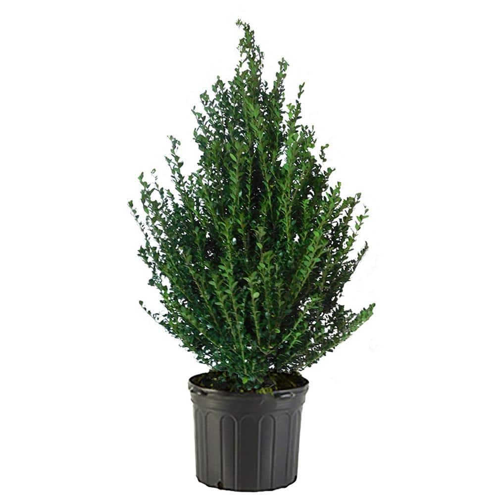 7 Gal. Steeds Upright Japanese Holly Shrub with Dark Green Foliage ...