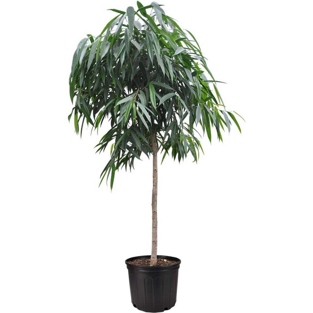 Wekiva Foliage Ficus Alii Standard Tree-Live Plant in a 10 Inch Pot ...