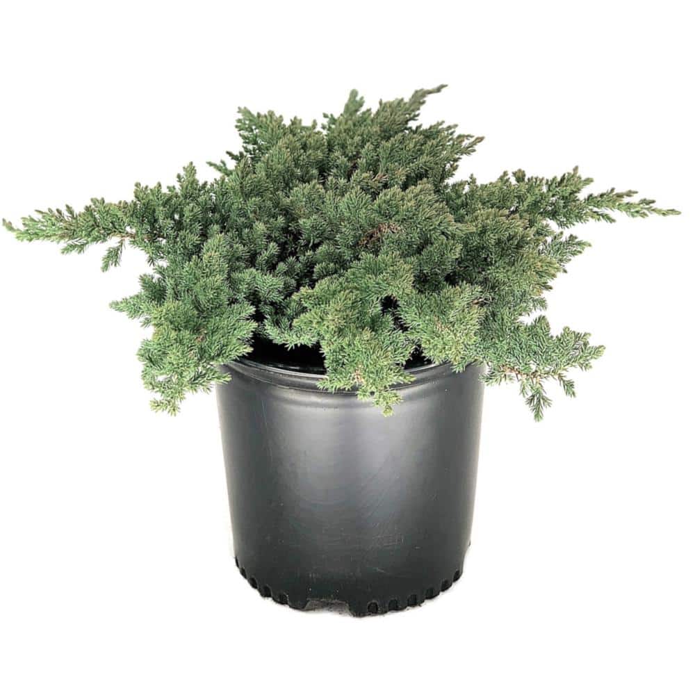 1.5 Gal Green Mound Juniper (Juniperus procumbens Green Mound) Evergreen Shrub 1-Each O494002 ...