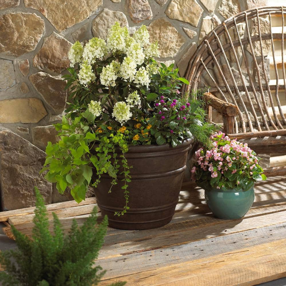 Vigoro 3 Gal. Baby Lace Hardy Hydrangea (Paniculate) Live Shrub, Lacy ...