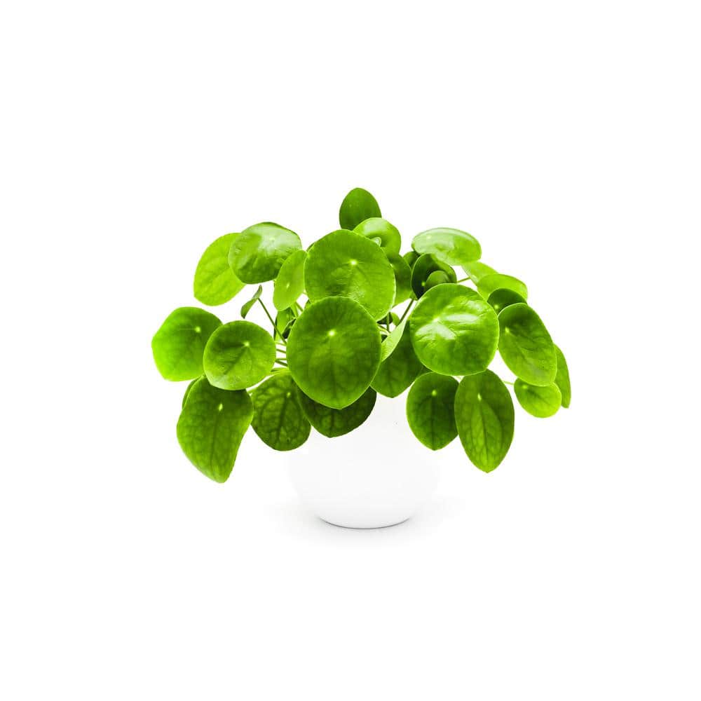 ALTMAN PLANTS 4.25 in. Chinese Money Plant (Pilea Peperomioides) Pet Friendly Live Indoor ...