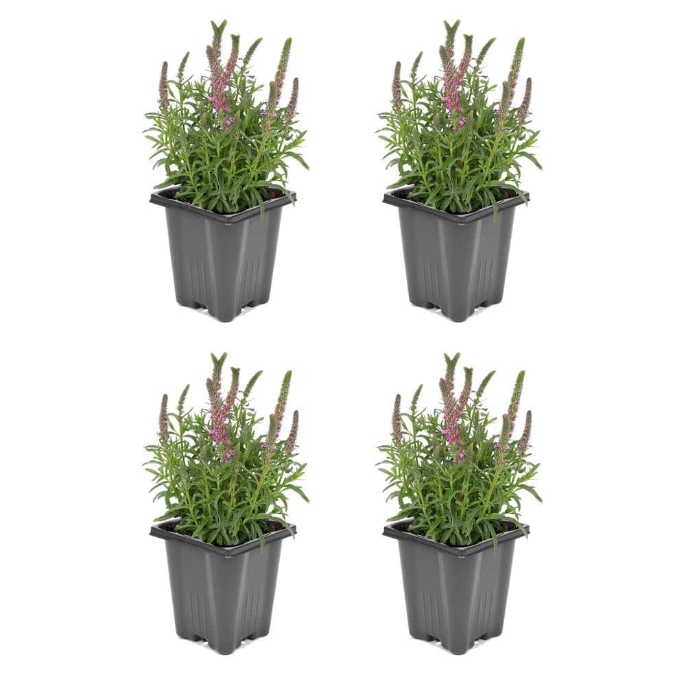 1.0 qt. Veronica Giles Van Hees Perennial Plant with Pink Flowers (4 ...