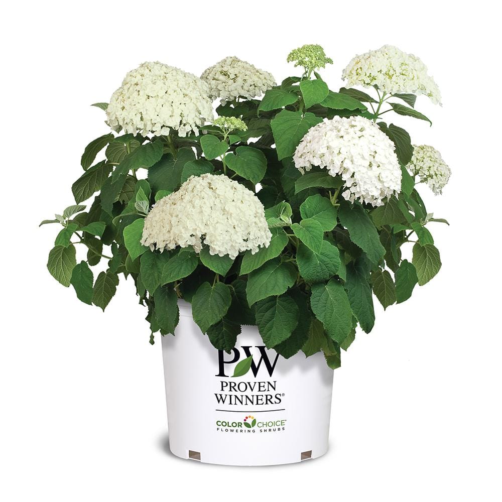 PROVEN WINNERS 5 Gal. Incrediball Hydrangea Shrub with Enormous White ...
