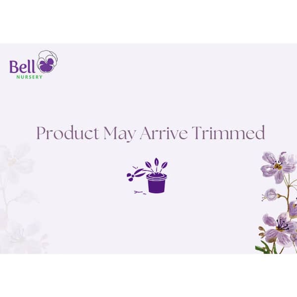 BELL NURSERY 2 Gal. Bobo Hydrangea Hydrangea Paniculata Live Flowering ...