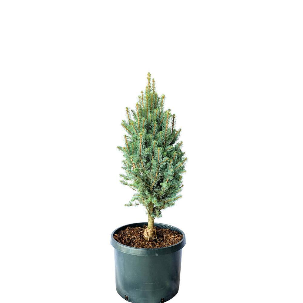 Spruce Colorado Blue Columnar #10 1000042373 - The Home Depot