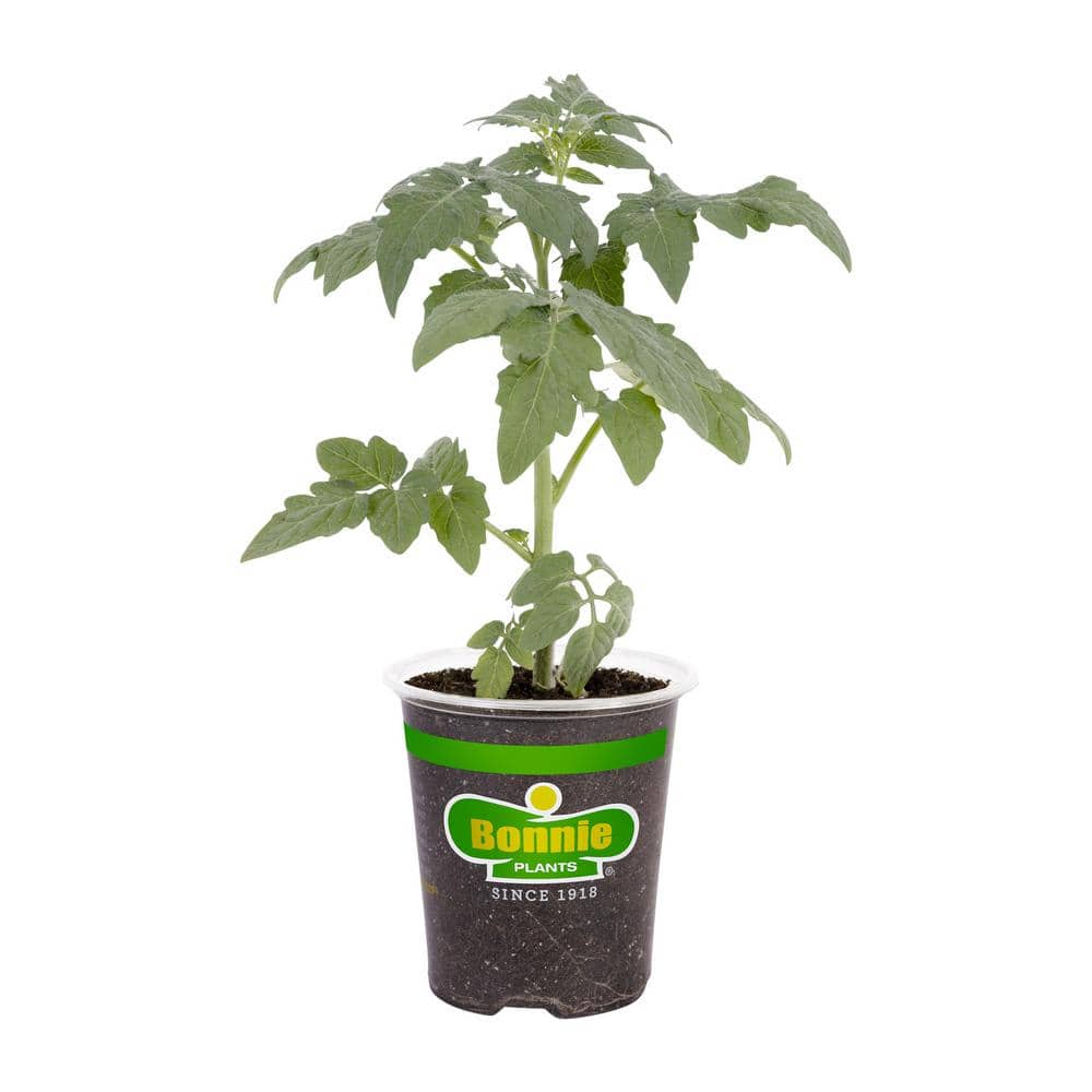 Bonnie Plants 19 oz. Rutgers Heirloom Tomato Plant 0217 - The Home Depot