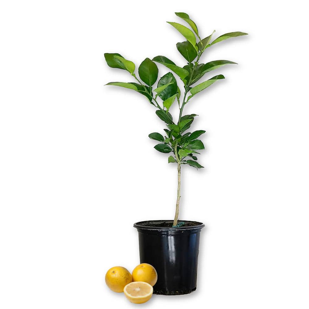 Wekiva Foliage Marsh White Seedless Grapefruit Tree-Live Plant in a 5 ...