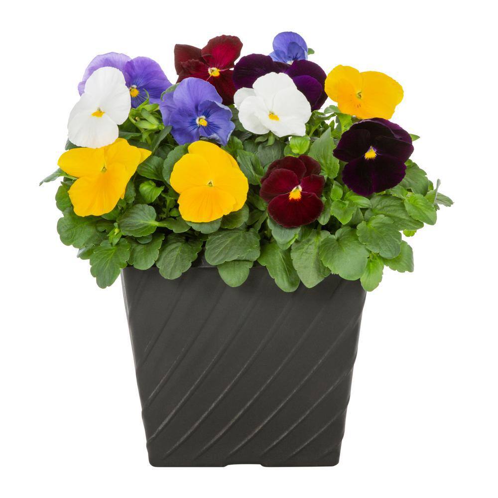 METROLINA GREENHOUSES 1 Gal. Pansy Spring Clear Mix in Decorative ...
