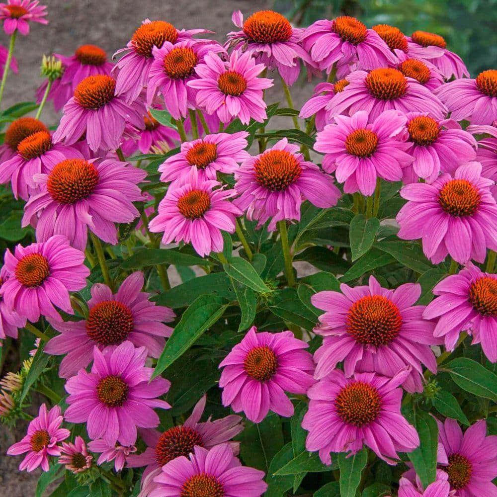 DIRECT GARDENING PowWow Wild Berry Purple Flowering Coneflower ...