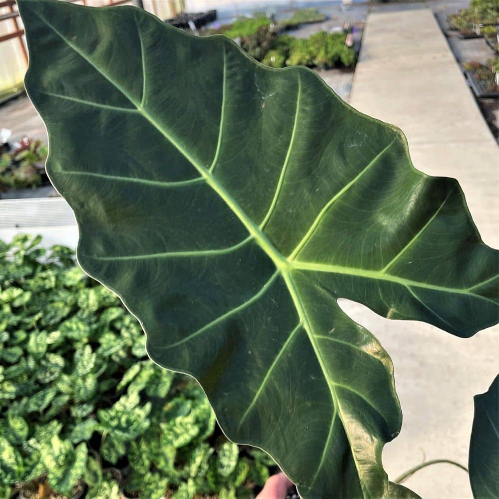 Wekiva Foliage Mayan Mask Alocasia-4 Live Starter Plants in 2 in. Pots ...