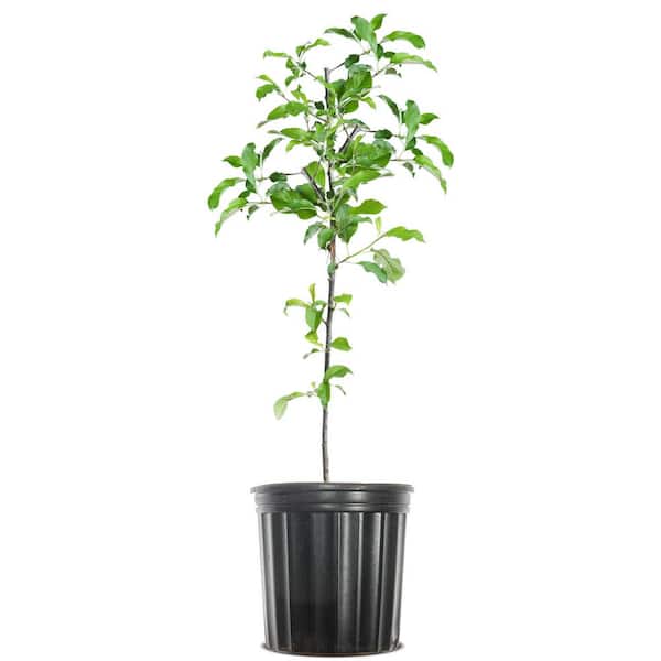 Anna Apple Fruit Tree 1 Gal. THD10009 - The Home Depot
