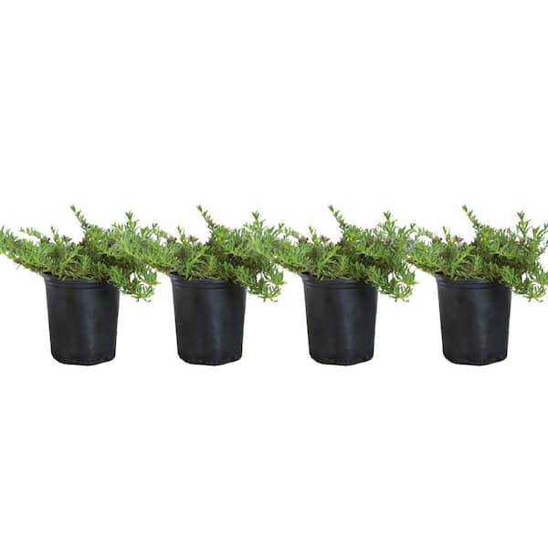 Alder & Oak #1 container Myoporum p. 'Pink' evergreen groundcover (4 ...