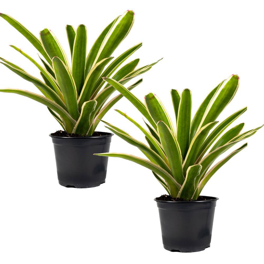 TropicalPlants.com Sheba Bromeliad (Neoregelia) 8 in. Growers Pot (2 ...