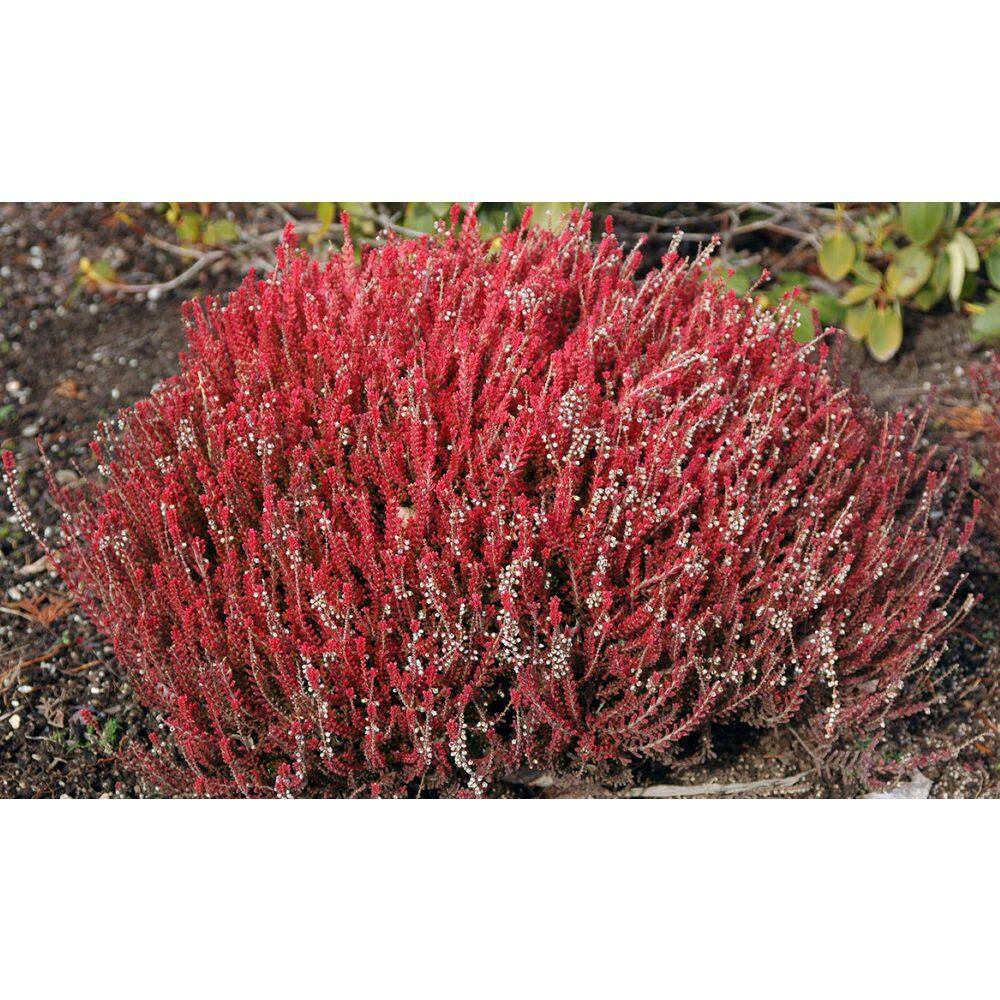 Online Orchards 1 gal. Firefly Heather (2-Pack) Compact Evergreen ...