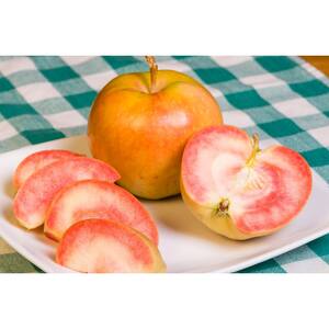 Online Orchards 3 ft. Golden Delicious Apple Tree with Honeyed Sweet ...