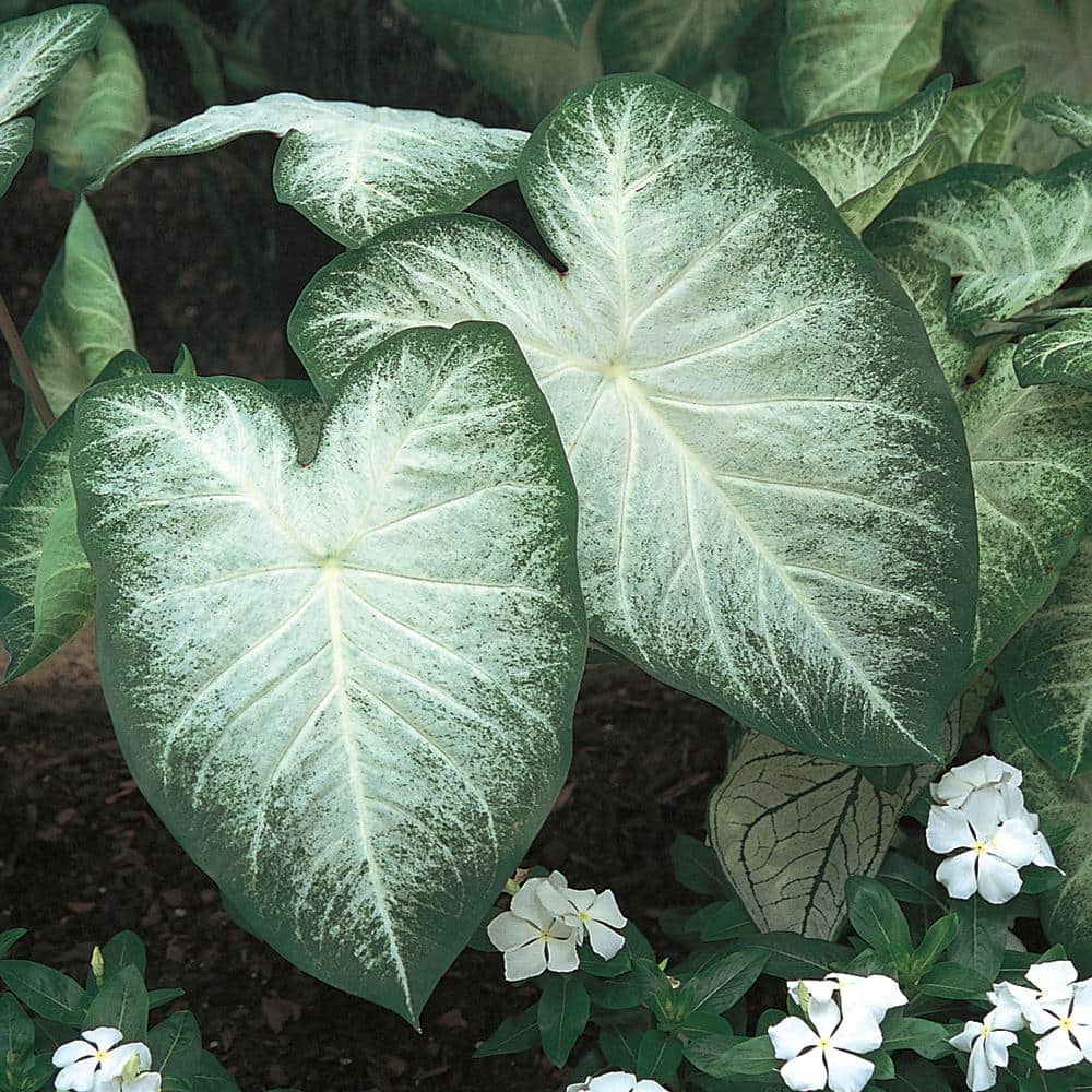 ALTMAN PLANTS 2.5 Qt. #1 Strap Leaf Green Caladium Plant 68694 - The ...