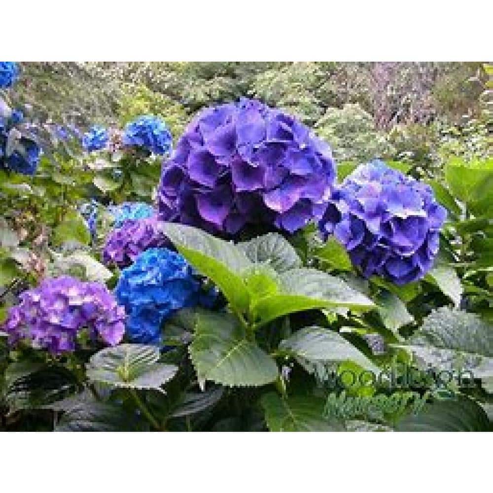BELL NURSERY 3 Gal. Merritt's Supreme Bigleaf Hydrangea (Hydrangea ...