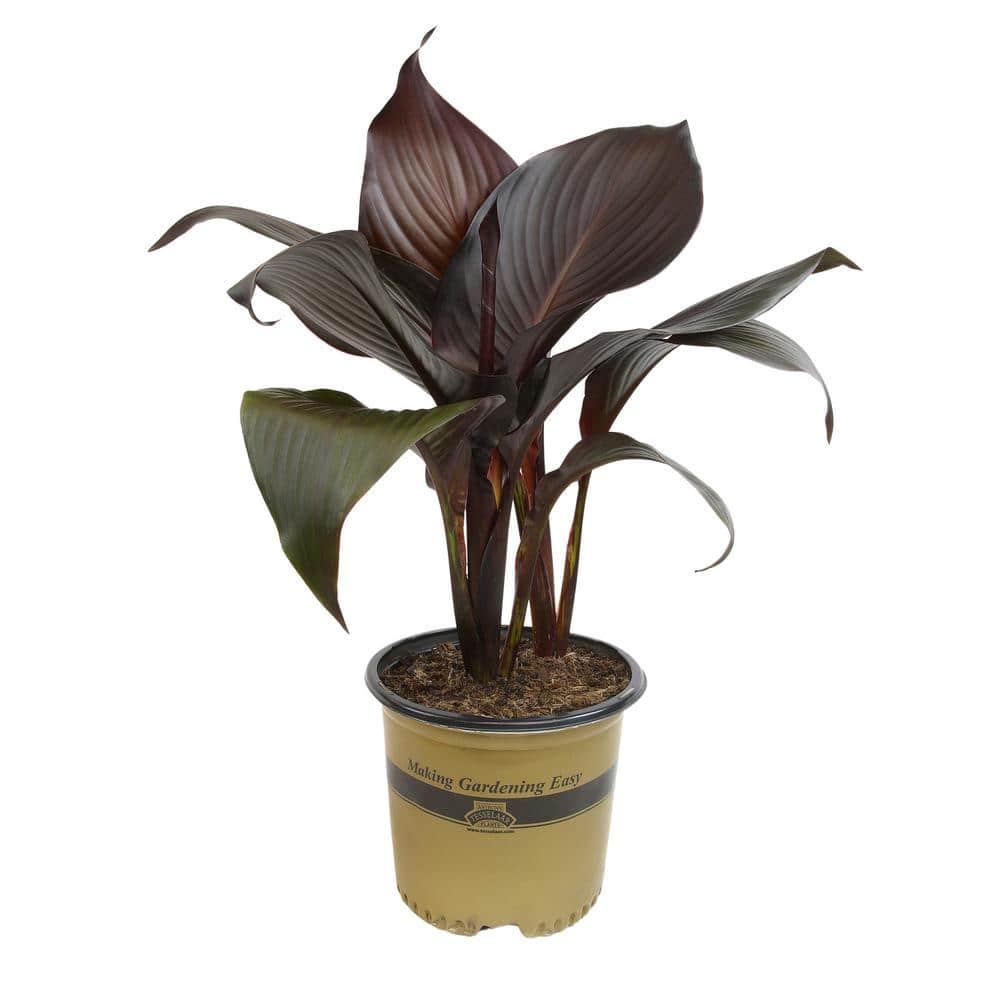 ALTMAN PLANTS 4 qt. Black Canna Tropicanna Lily Tropical Perennial ...