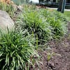 OnlinePlantCenter 1 gal. Big Blue Lily Turf Plant L012ACL - The Home Depot