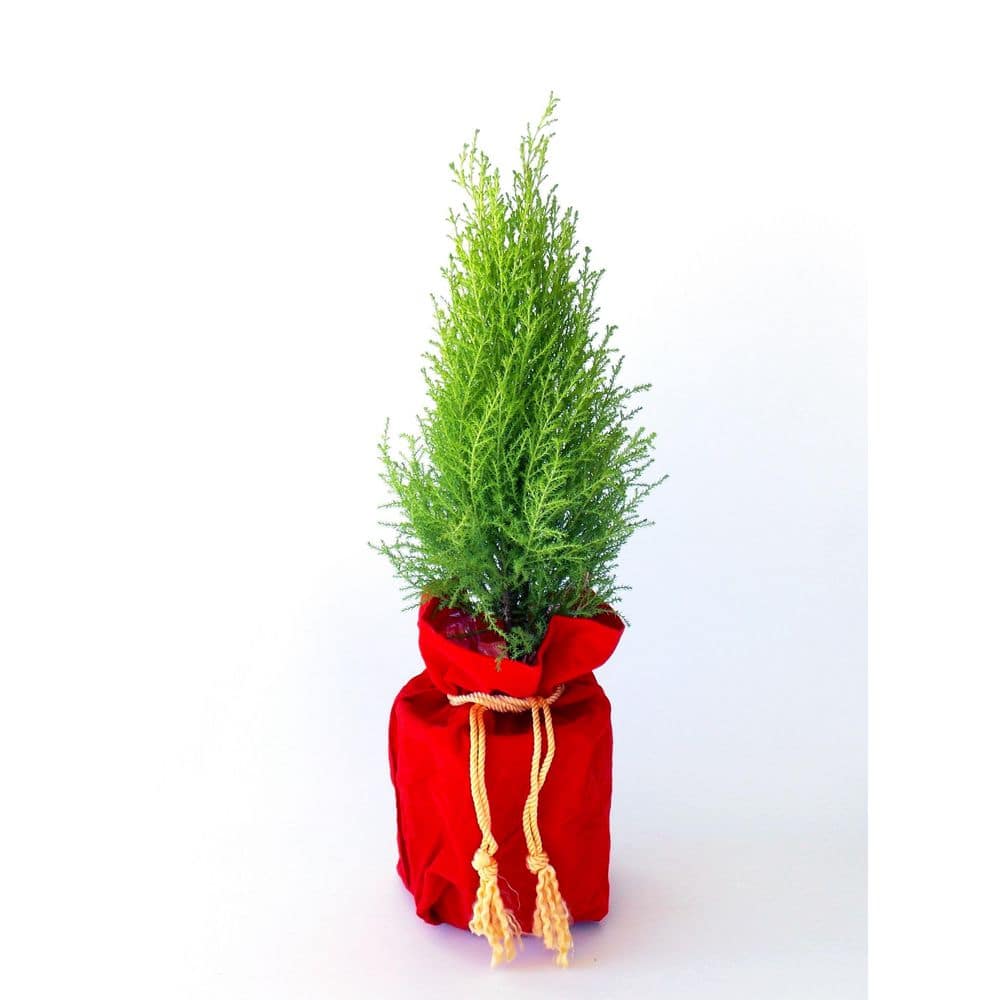 EVERDE GROWERS 2.5 qt. Holiday Lemon Cypress - Evergreen Tree in ...