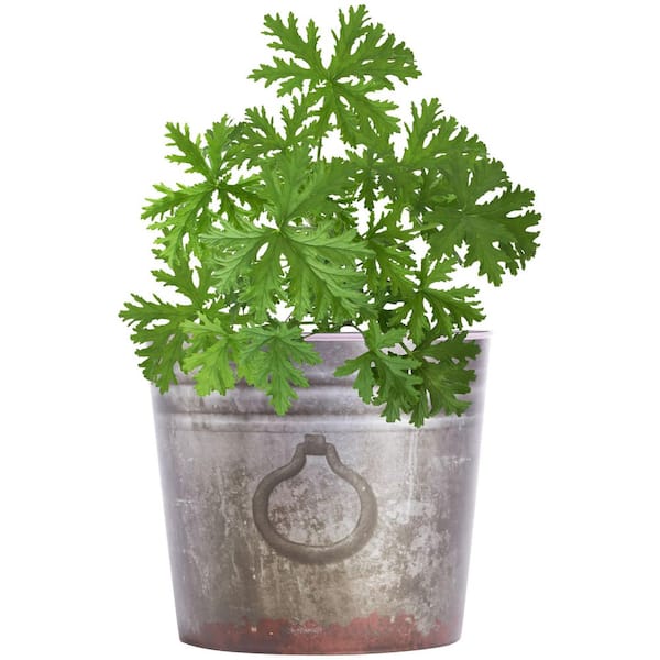 Bonnie Plants Citronella 4.7 gal. Live Plant 208678 - The Home Depot