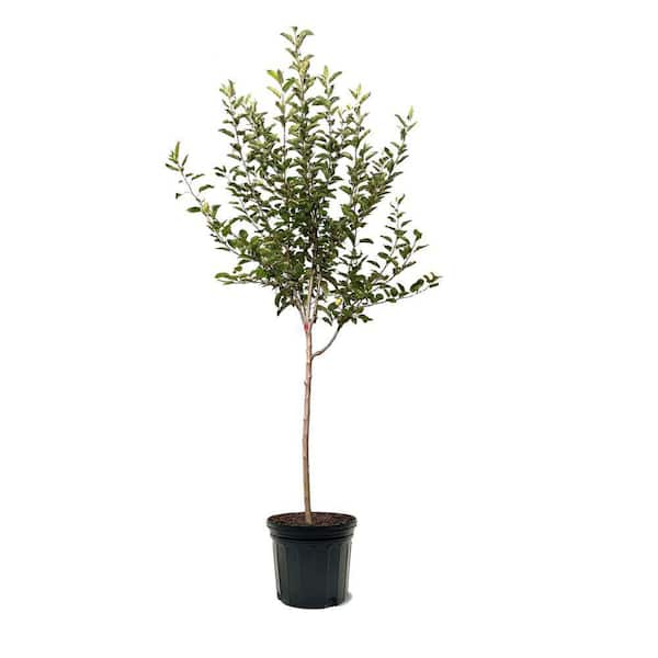 7 gal. Braeburn Apple Decidous Tree APPBRA07G - The Home Depot