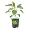 Bonnie Plants 19 oz. Poblano Ancho Pepper Plant 3600 - The Home Depot