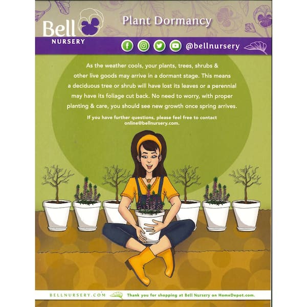 BELL NURSERY 2 Gal. Bobo Hydrangea Hydrangea Paniculata Live Flowering ...