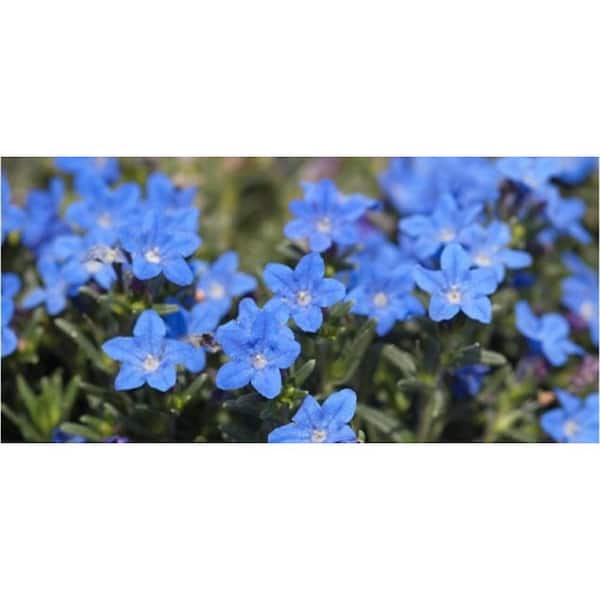 BELL NURSERY 1 Gal. Lithodora Plant 143981 - The Home Depot