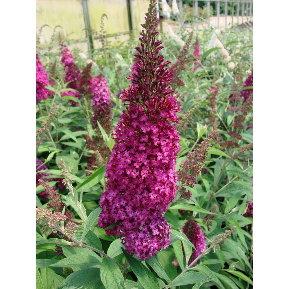 2 Gal. Assorted Buddleia Flowering Shrub with Blooms 9490 - The Home Depot