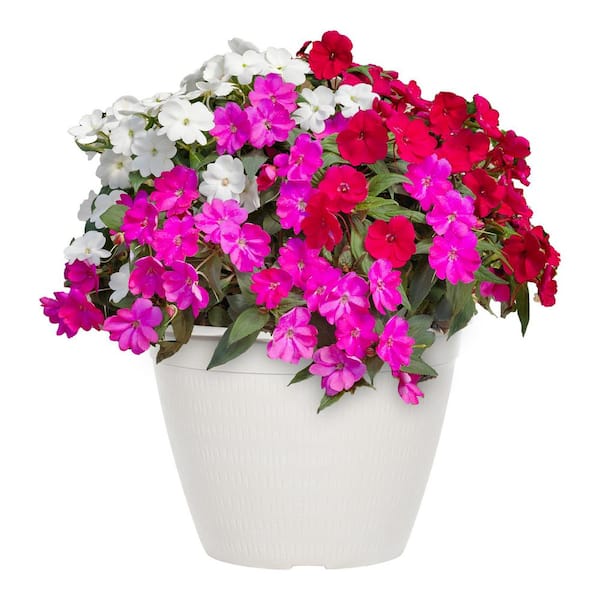 SunPatiens 2 gal. Sunpatiens Best Friends Mix in Decorative Planter ...