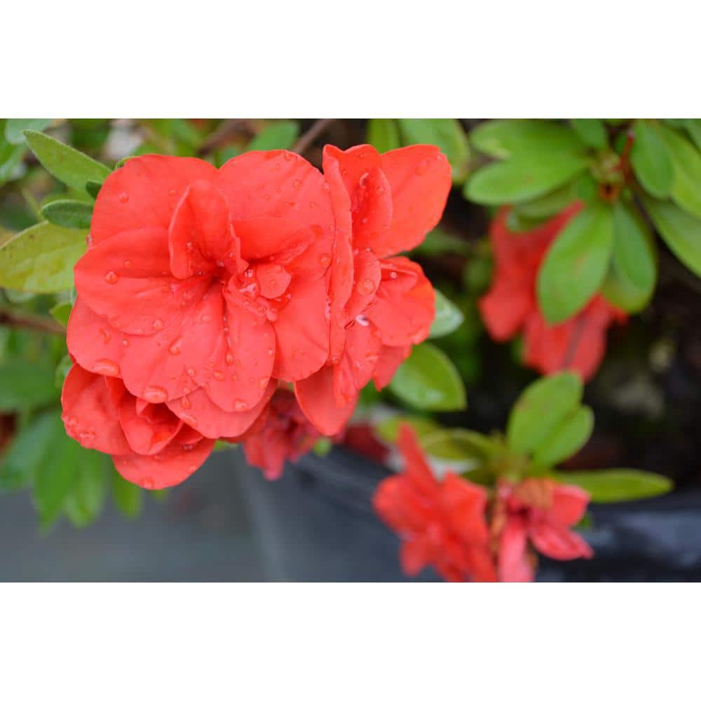 BELL NURSERY 3 Gal. Azalea Flowering Live Shrub with Assorted Color ...