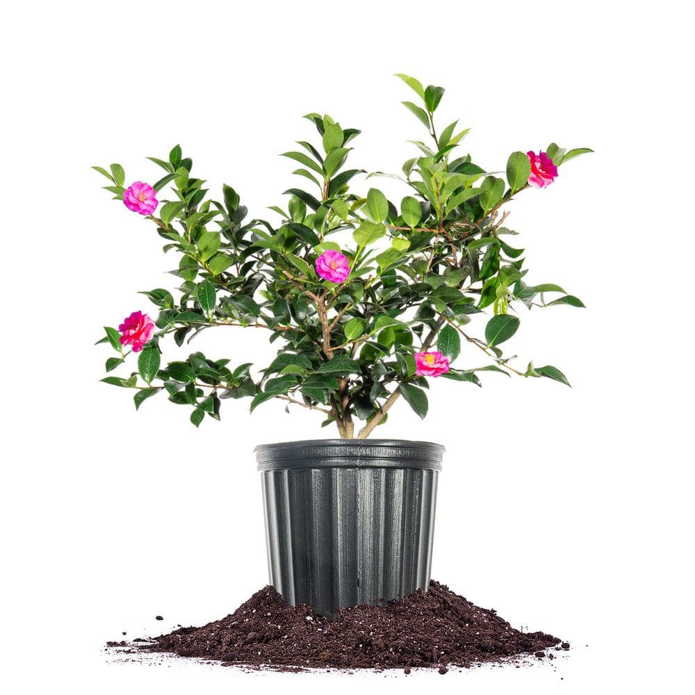 Perfect Plants Shi Shi Camellia Shrub in 1 Gal. Grower's Pot THD ...