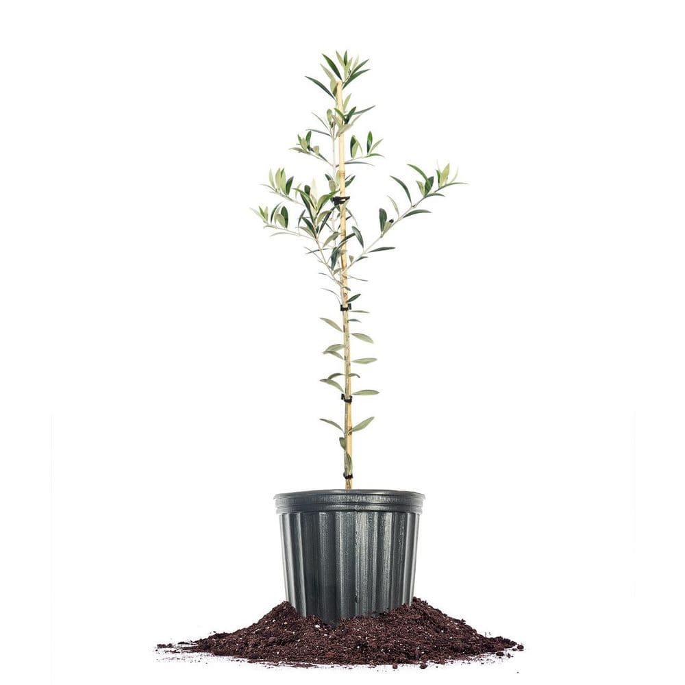 Perfect Plants Arbequina Olive Plant in 1 gal. Grower's Pot, Delicious ...