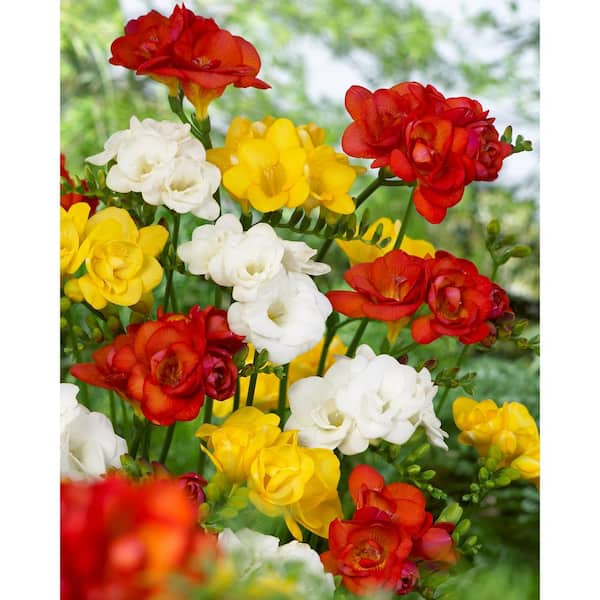 Bloomsz Double Freesia Mix (Pack of 20) 9484 - The Home Depot