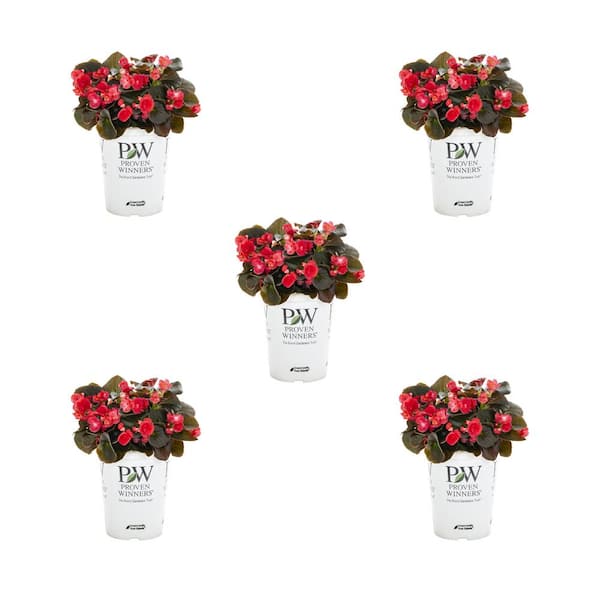 METROLINA GREENHOUSES 1.5PT Begonia Premium Bonny Red Plant with Red ...