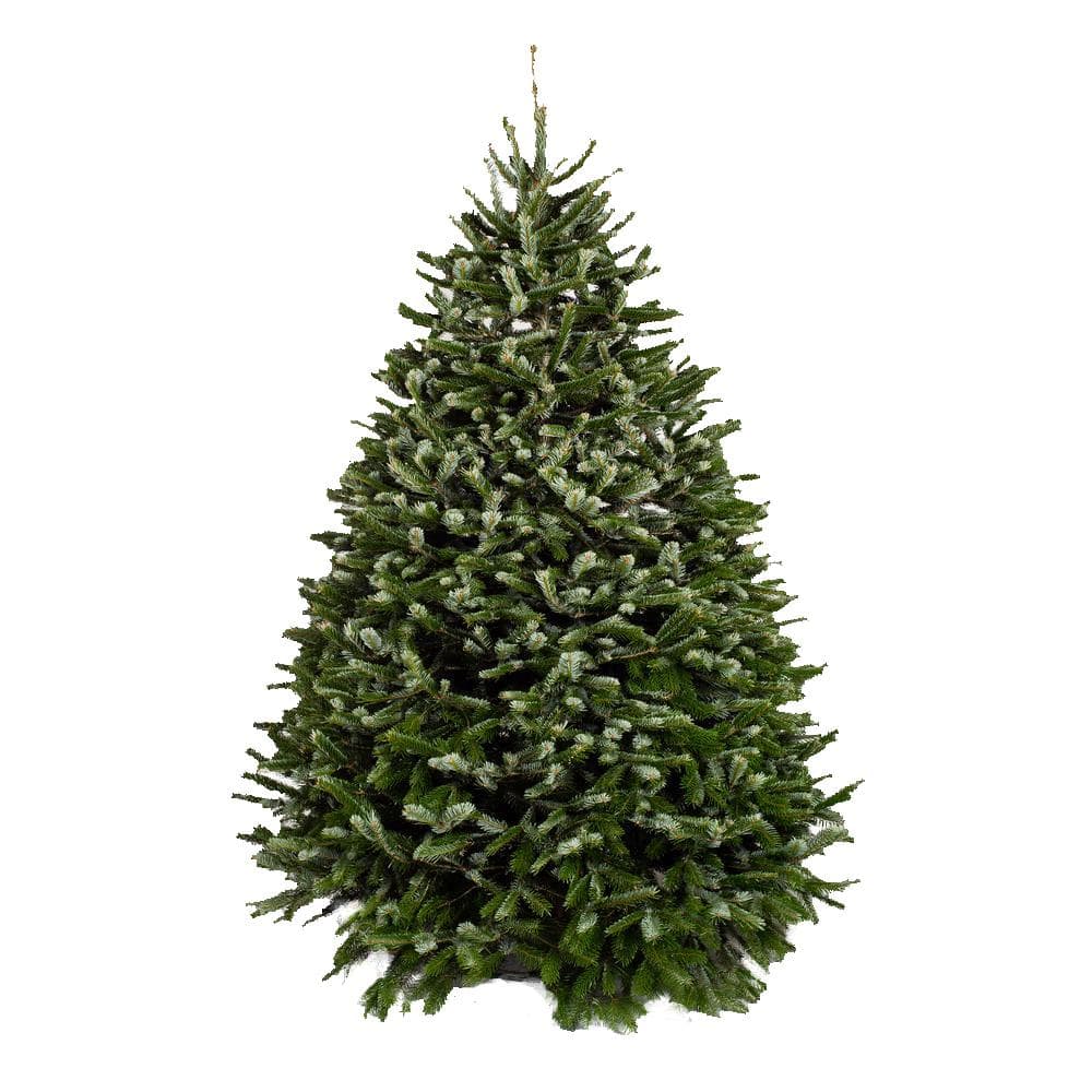 5-6 ft. Fresh Cut Live Nordmann Fir Christmas Tree 384056 - The Home Depot