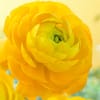 VAN ZYVERDEN Butter Cups Ranunculus Double Yellow Bulbs (Set of 25 ...