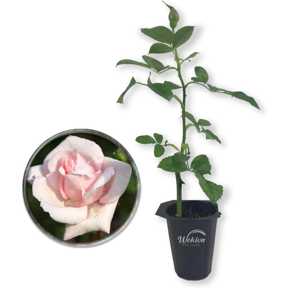 Wekiva Foliage New Dawn Rose Bush-Live Starter Plant in a 4 Inch Pot ...