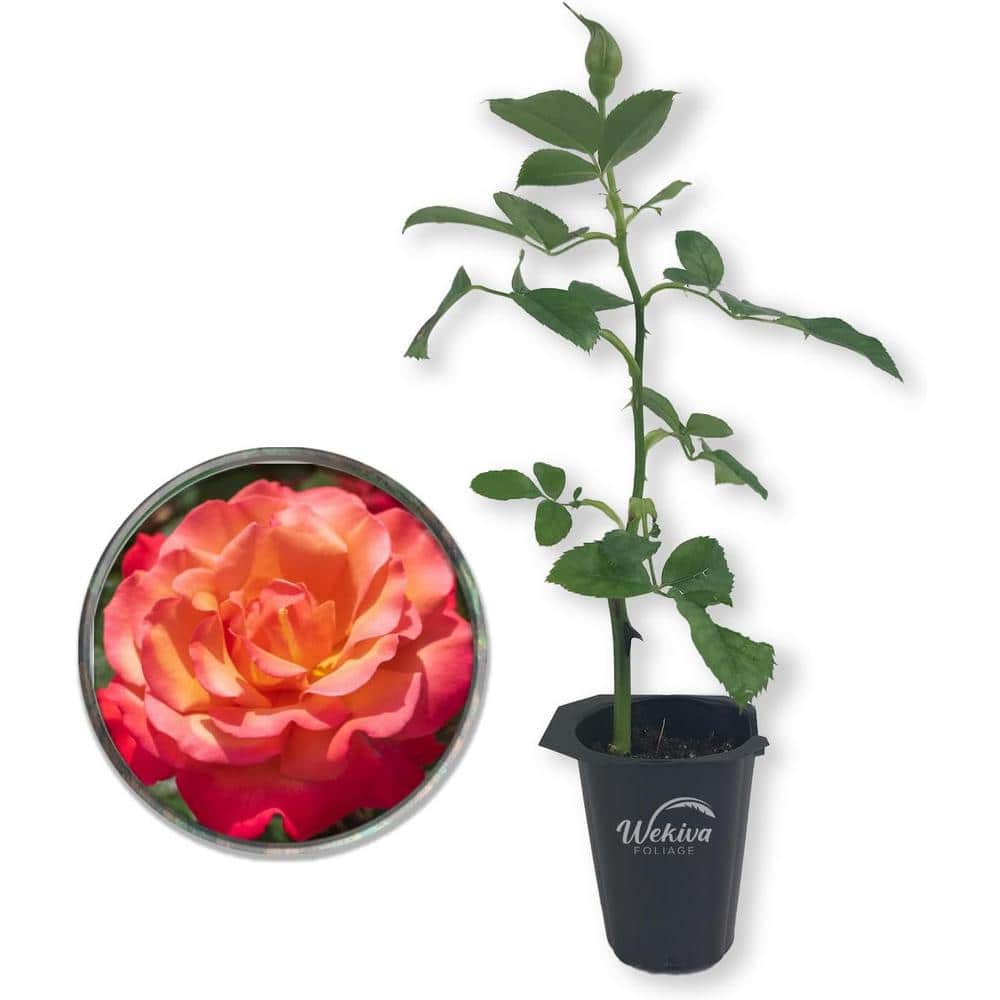Have a question about Wekiva Foliage Tuscan Sun Rose Bush-Live Starter ...