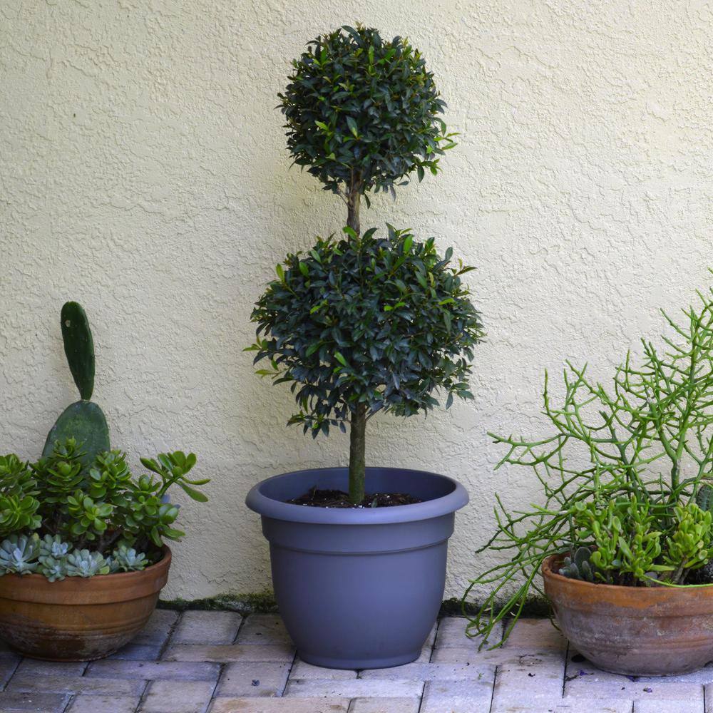 national PLANT NETWORK 3 Gal. Eugenia 2-Ball Topiary 36 in. HD1875 ...
