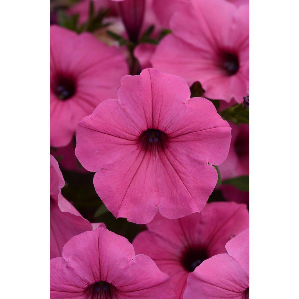 Super Pink Petunia (12-Pack) 606787 - The Home Depot