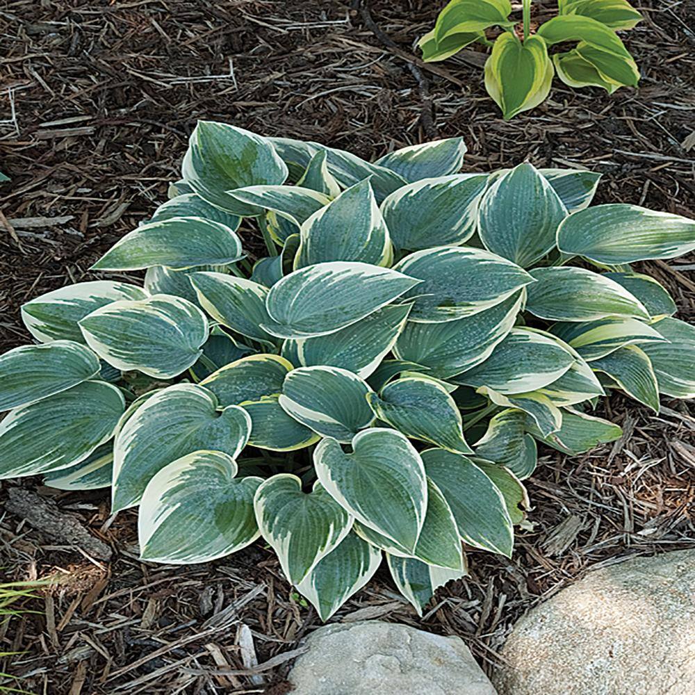 #1 Barbara Ann Blue Hosta Plant 22972 - The Home Depot