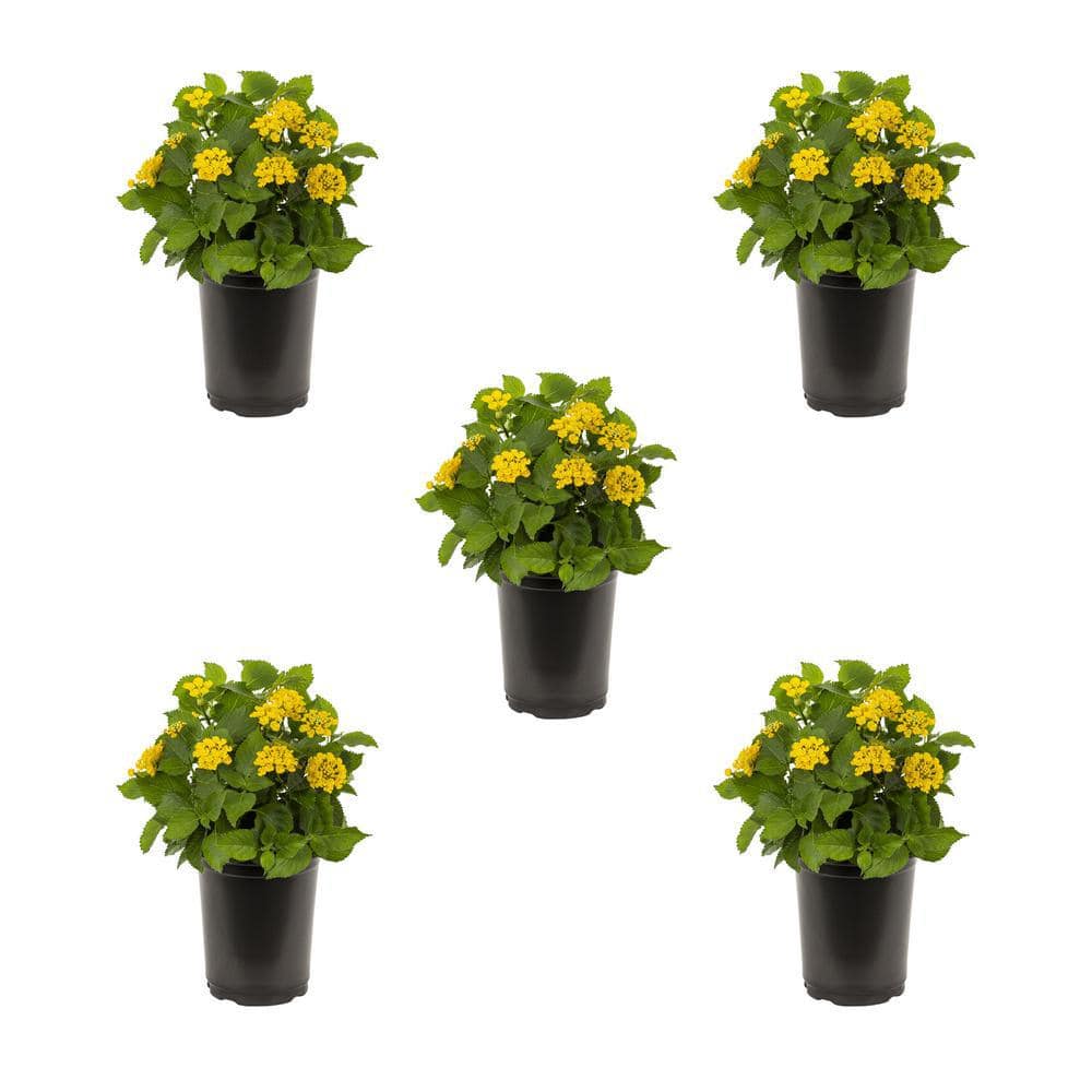 METROLINA GREENHOUSES 1.5 Pt. Yellow Lantana Annual Plant (5-Pack) 5173 ...