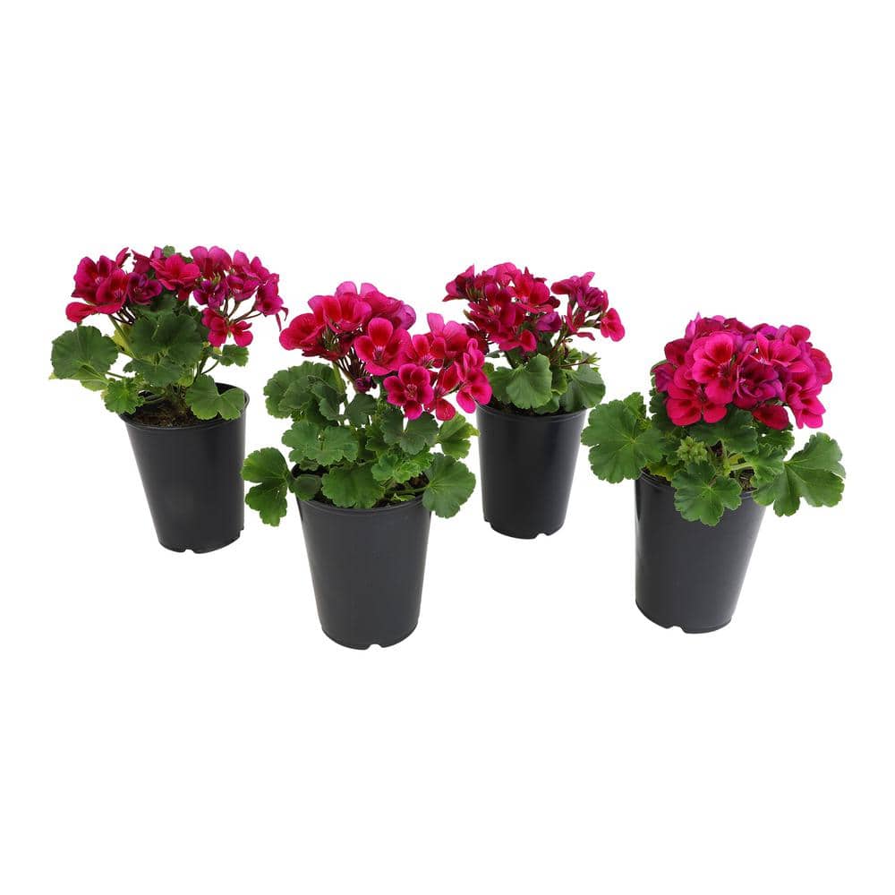 ALTMAN PLANTS Geraniums Outdoor Garden Annual Plants with BLUE-PURPLE ...
