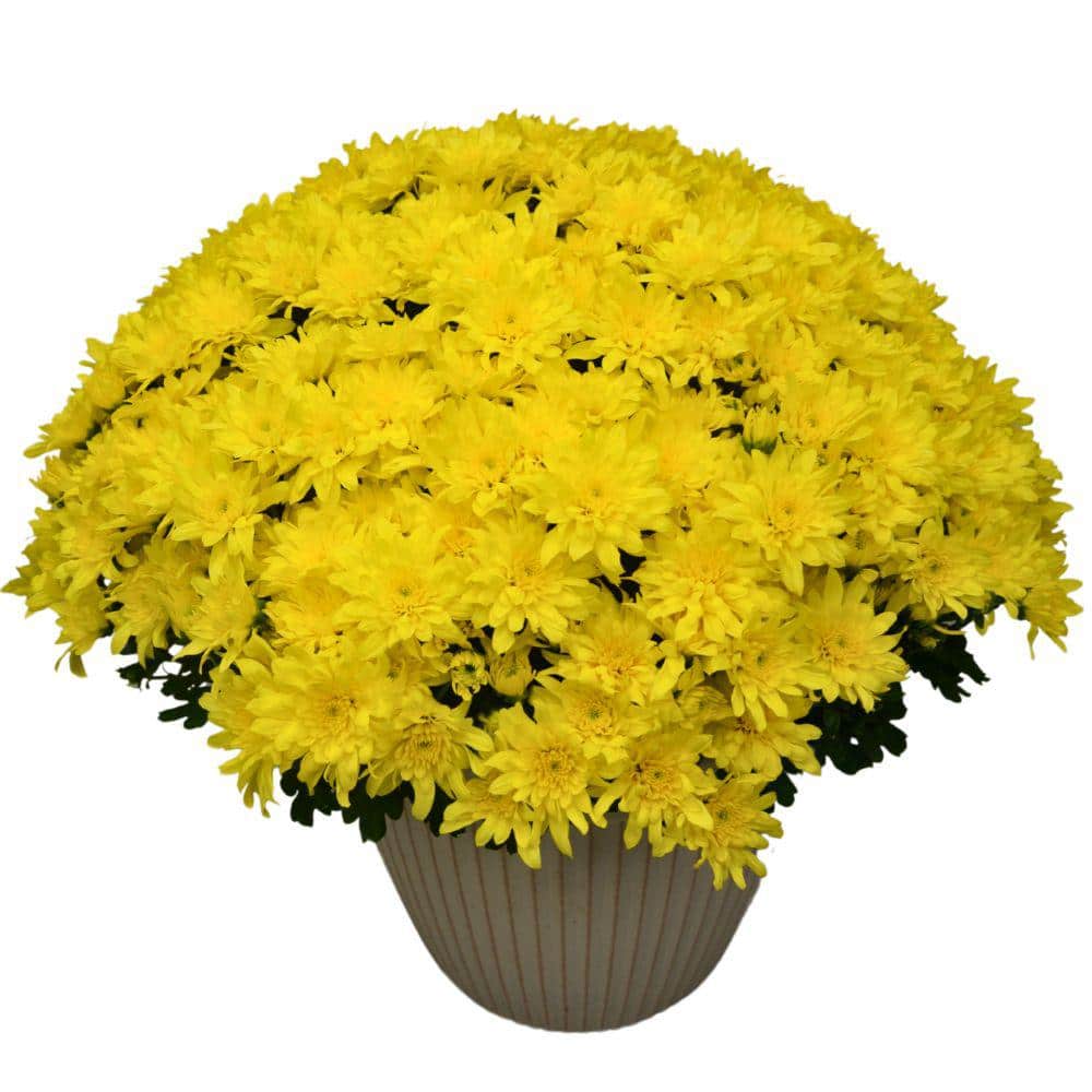 MASTERPIECE FLOWER COMPANY 2.1 Gal. Yellow Mum In Decorative Planter ...