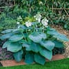 Spring Hill Nurseries Bressingham Blue Hosta Dormant Bare Root ...